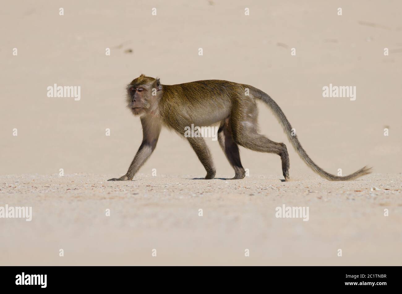 Monkey on the beach Stock Photo - Alamy