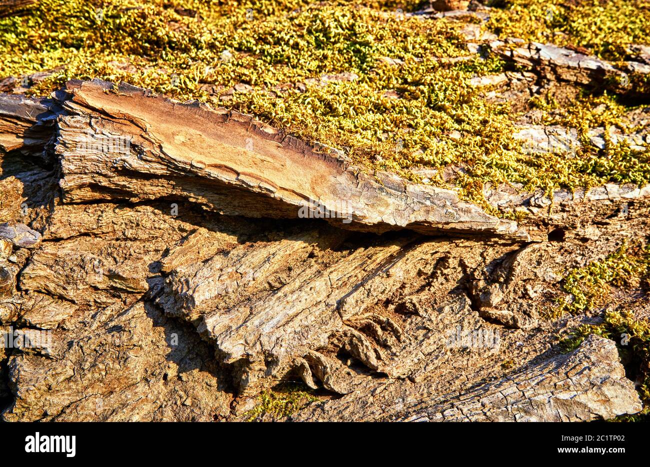 Coarse foliage hi-res stock photography and images - Alamy