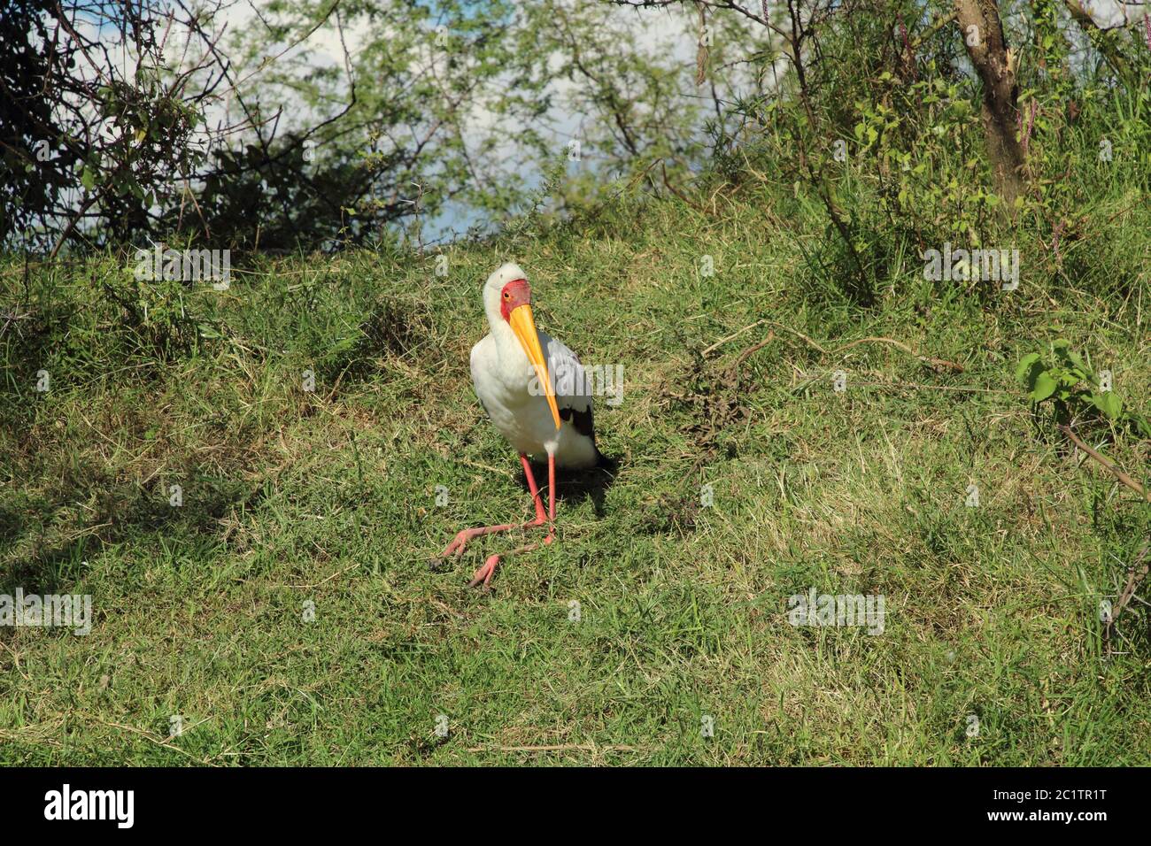 African bird yellow legs hi-res stock photography and images - Alamy