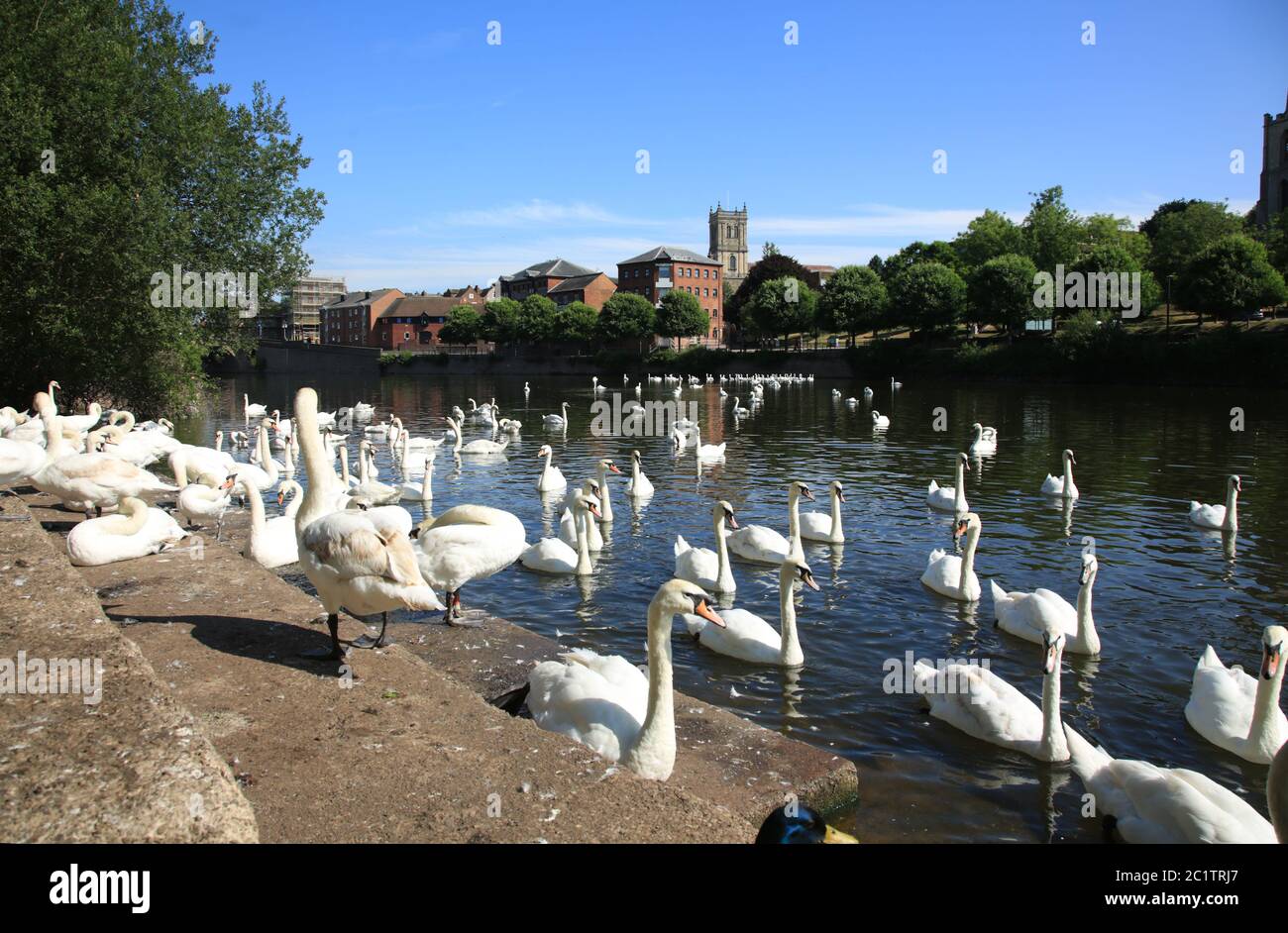 Worcester swan sanctuary hi-res stock photography and images - Alamy