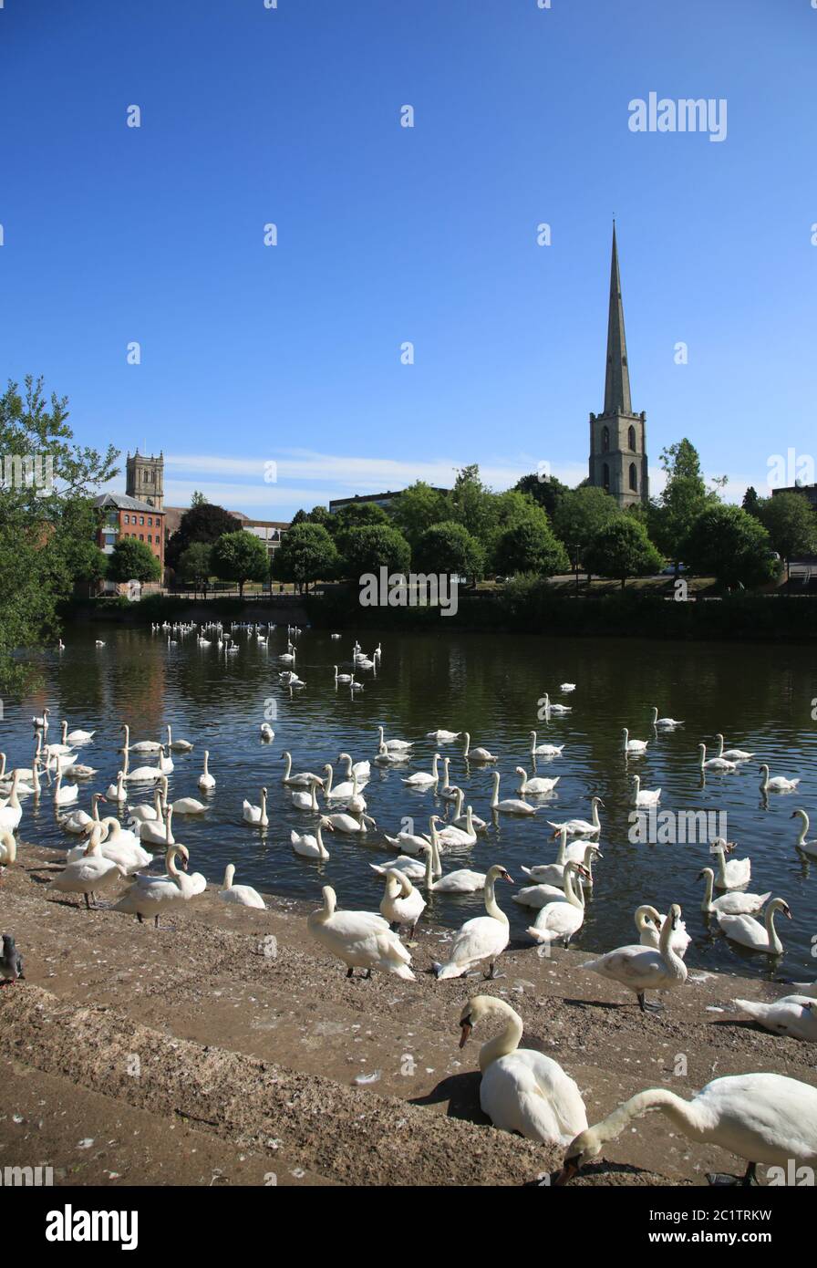 Worcester swans hi-res stock photography and images - Alamy