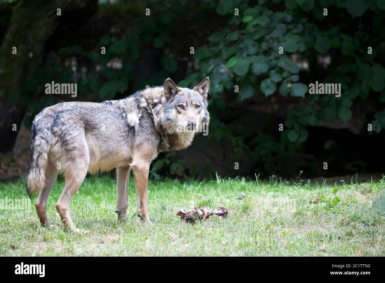 Wolf in nature hi-res stock photography and images - Alamy
