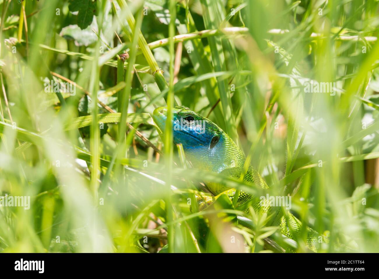 Colorful predator hi-res stock photography and images - Alamy
