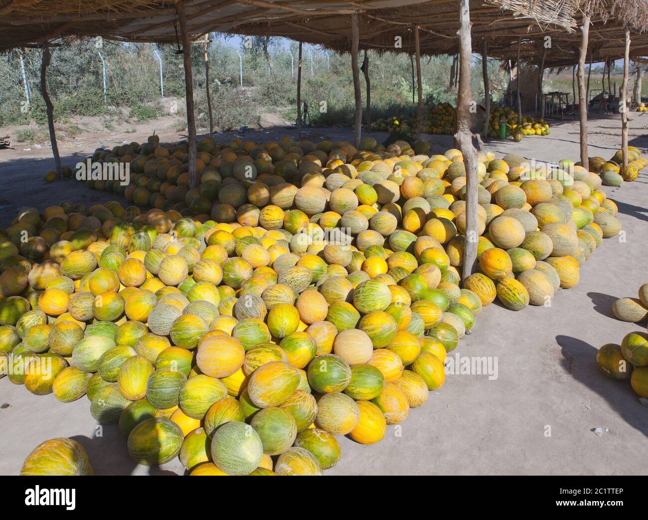 Uzbekistan melon hi-res stock photography and images - Alamy