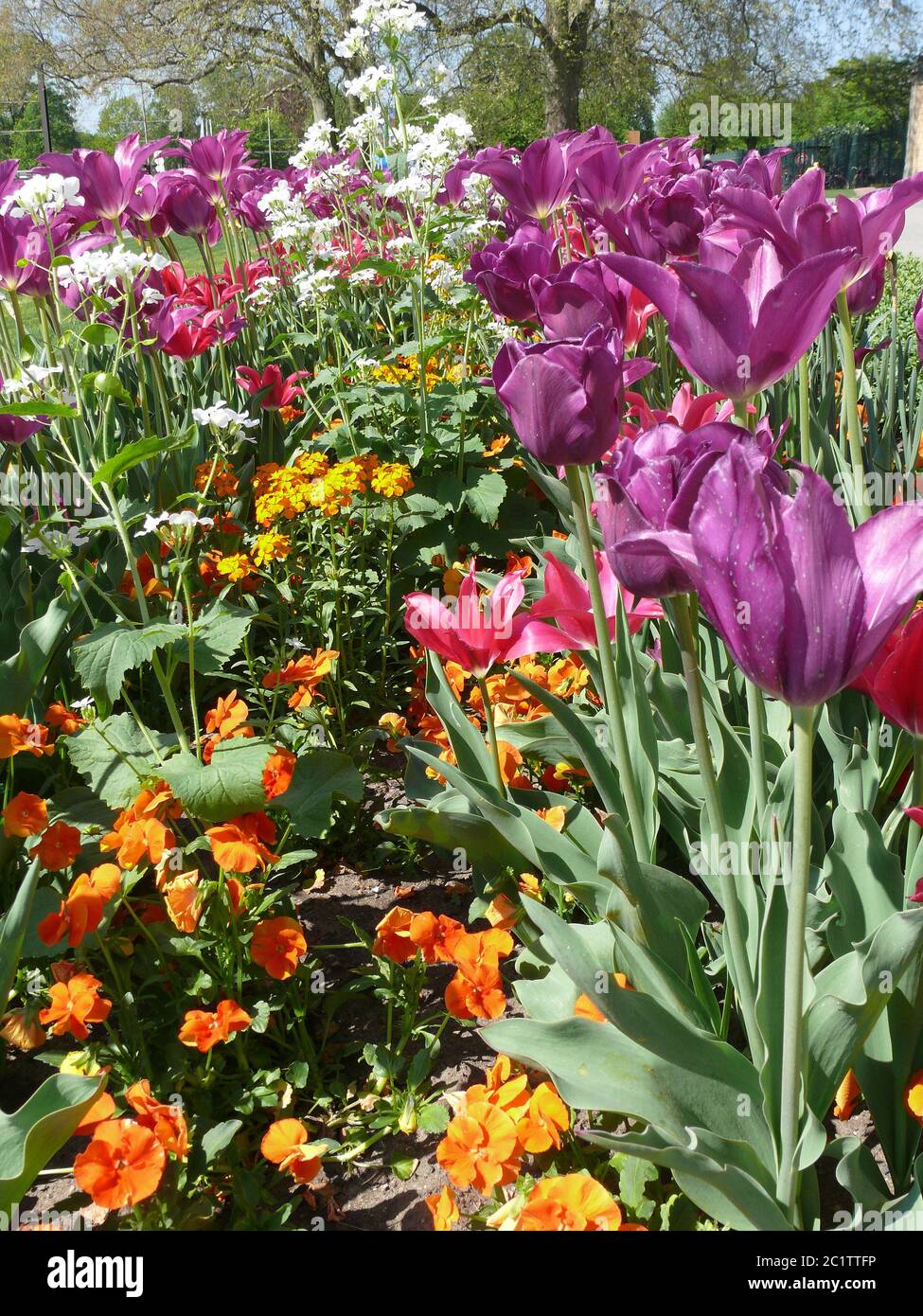Vegetation and nature in spring hi-res stock photography and images - Alamy