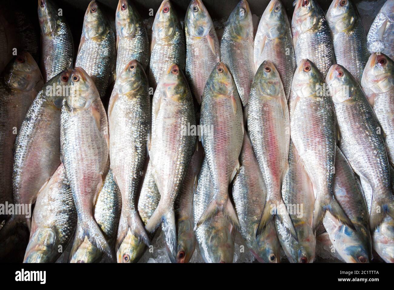 Hilsa export hi-res stock photography and images - Alamy