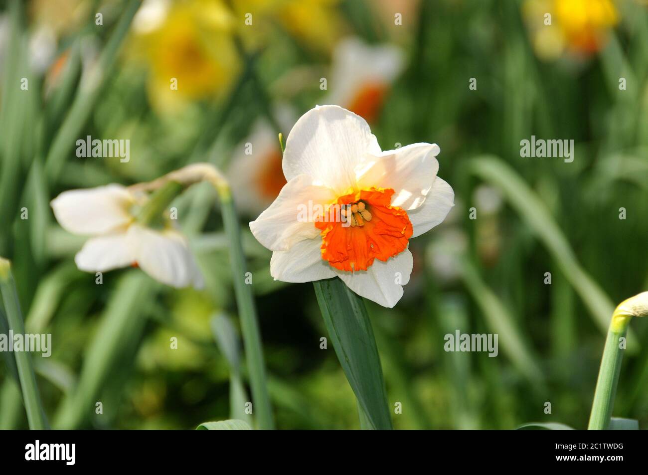 Vegetation and nature in spring hi-res stock photography and images - Alamy