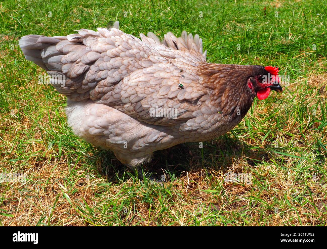 Poultry meadow hi-res stock photography and images - Alamy