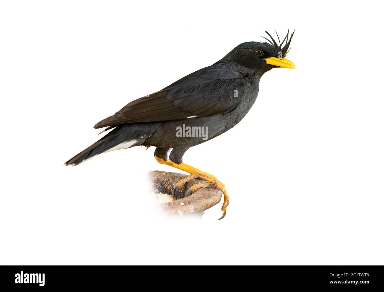 White-vented Myna isolated on white background Stock Photo - Alamy