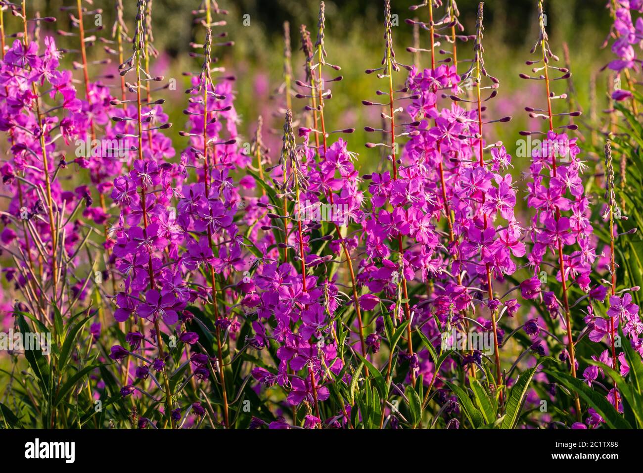 Beautiful fireweed plant in hi-res stock photography and images - Alamy