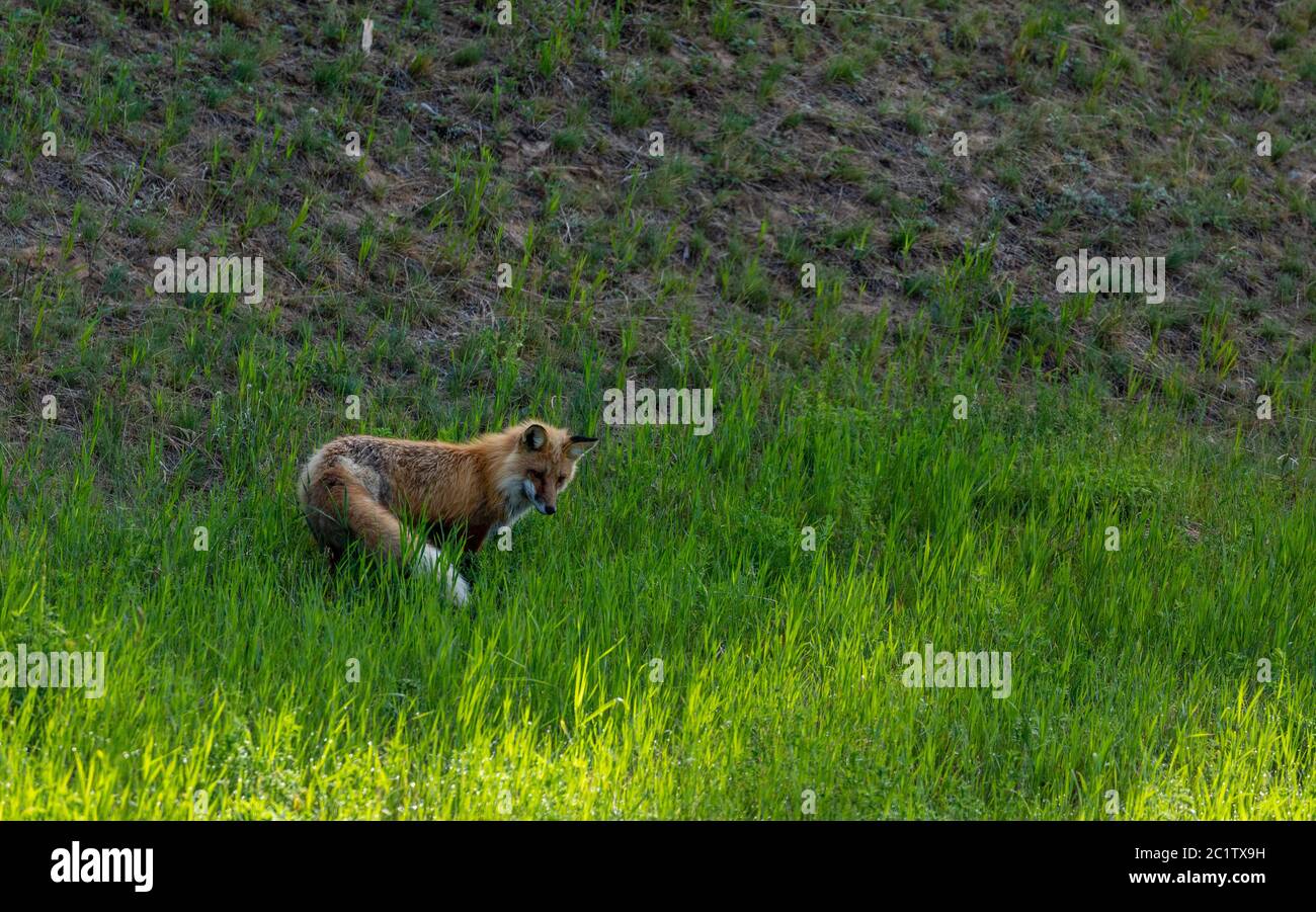Red Fox in the hunt Stock Photo - Alamy