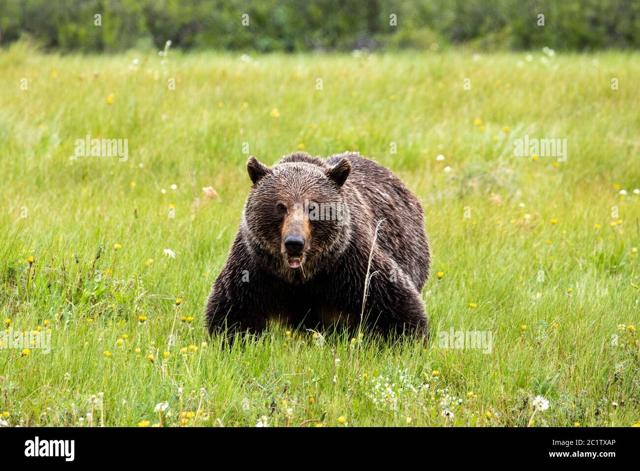 Wild grizzly bear in Canada Stock Photo - Alamy