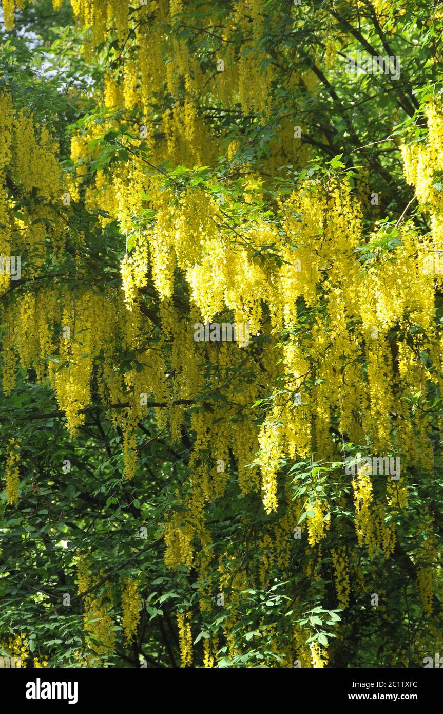 Laburnum plant hi-res stock photography and images - Alamy