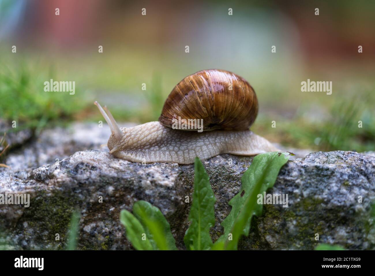 Pulmonata hi-res stock photography and images - Alamy
