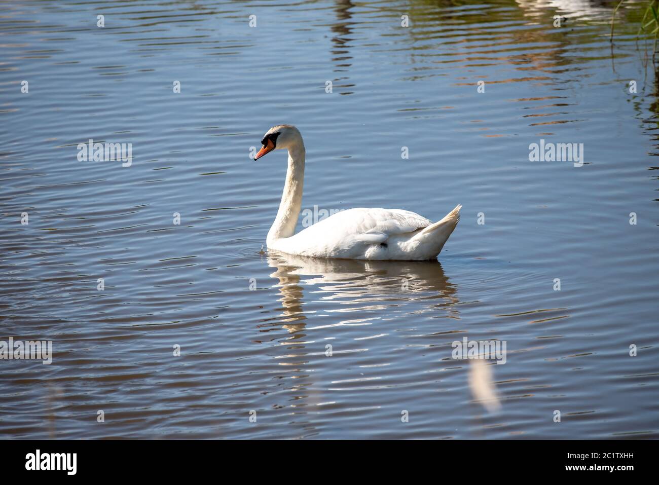 Swamp duck hi-res stock photography and images - Alamy