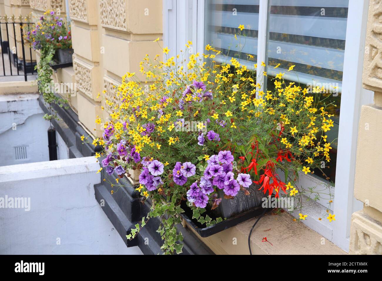 London view - mixed window flowers in Mayfair district. Beggarticks ...