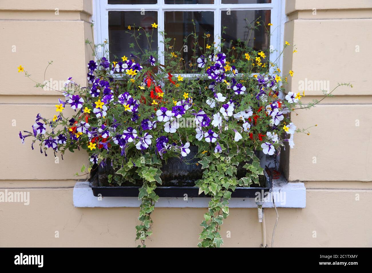 London view - window flowers in Mayfair district. Beggarticks, surfinia ...
