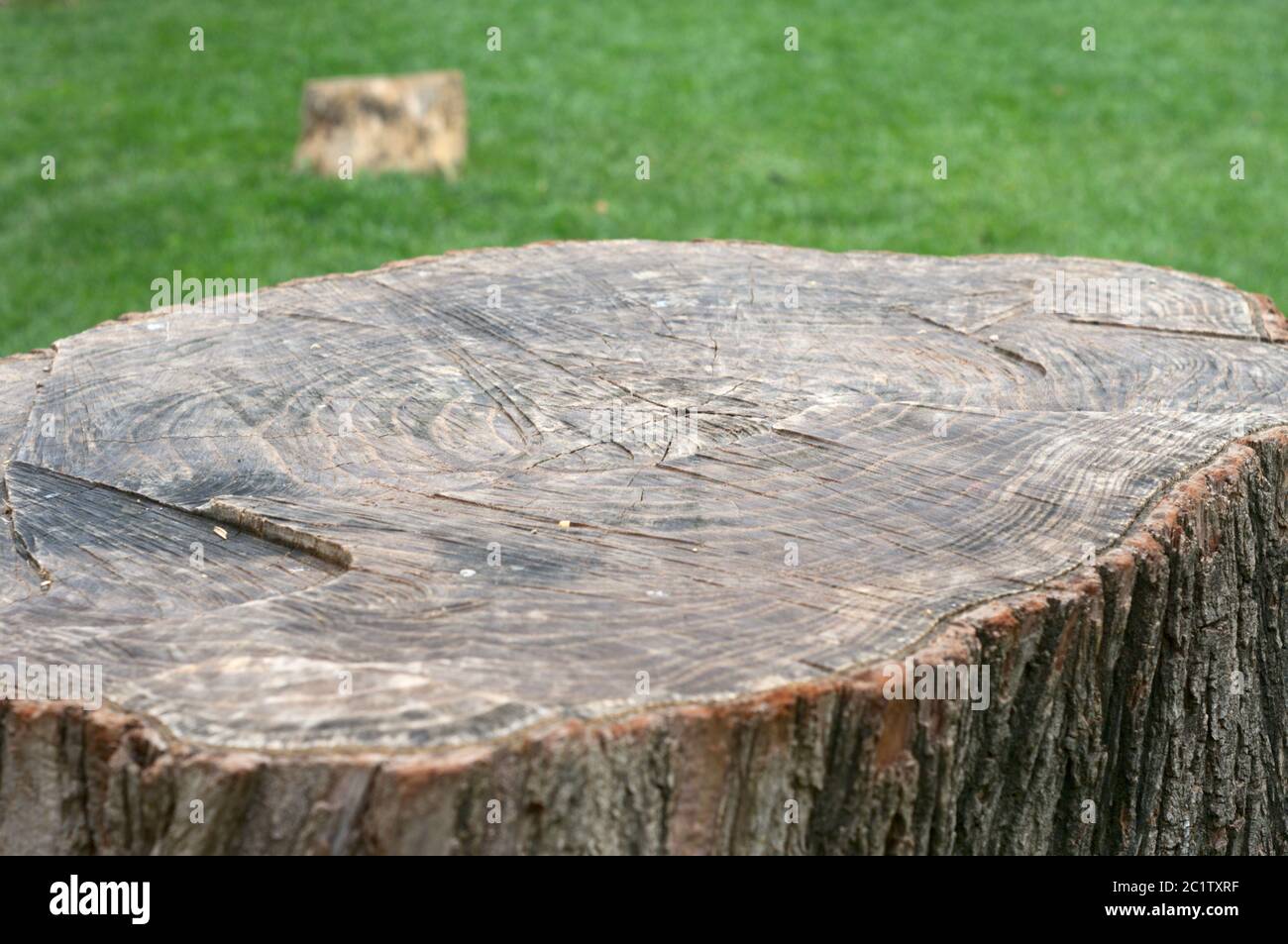 Tree trunk cut with air above and green background Stock Photo - Alamy