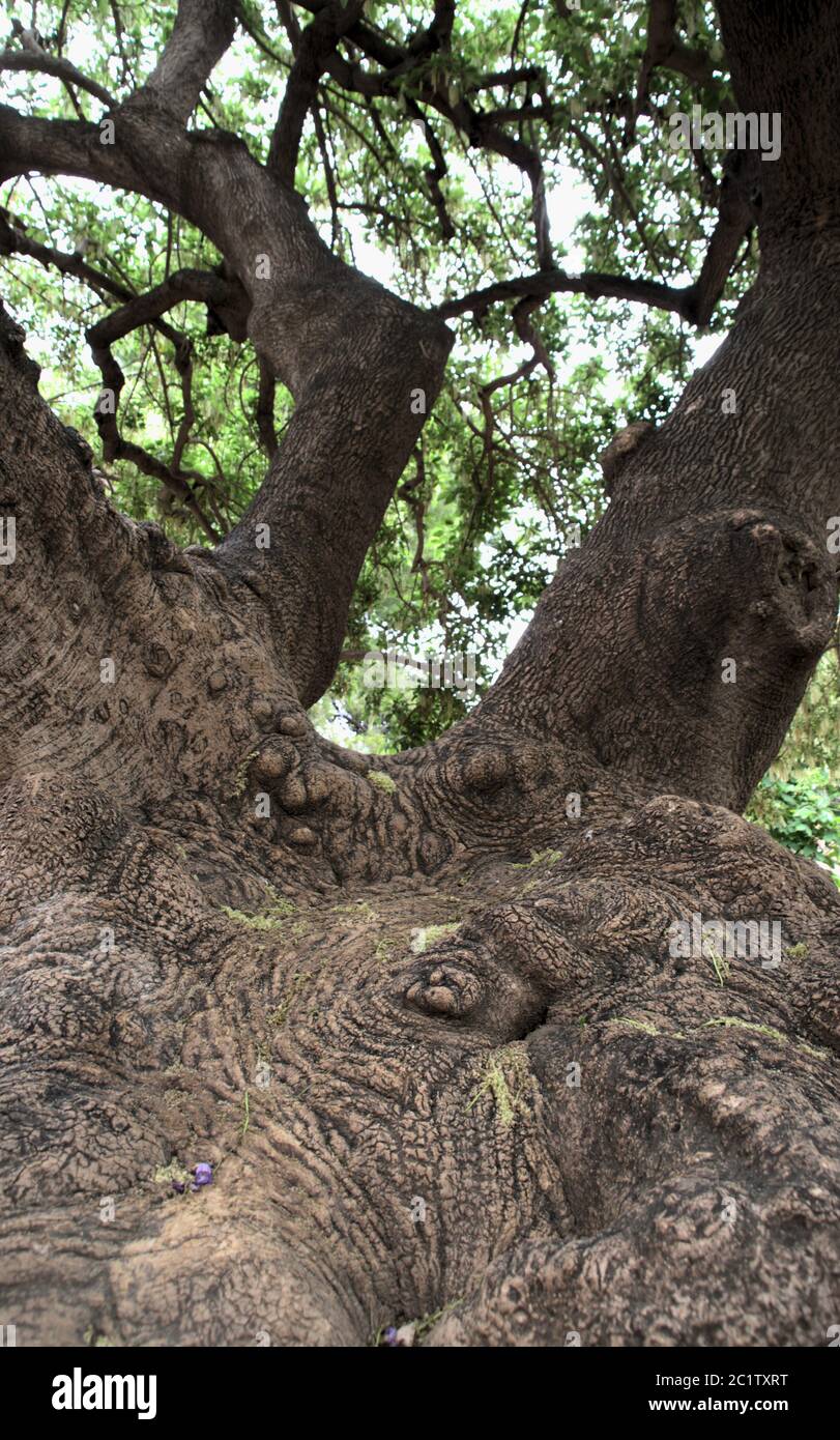 Centenary tree with opposite view from trunk to branches Stock Photo ...
