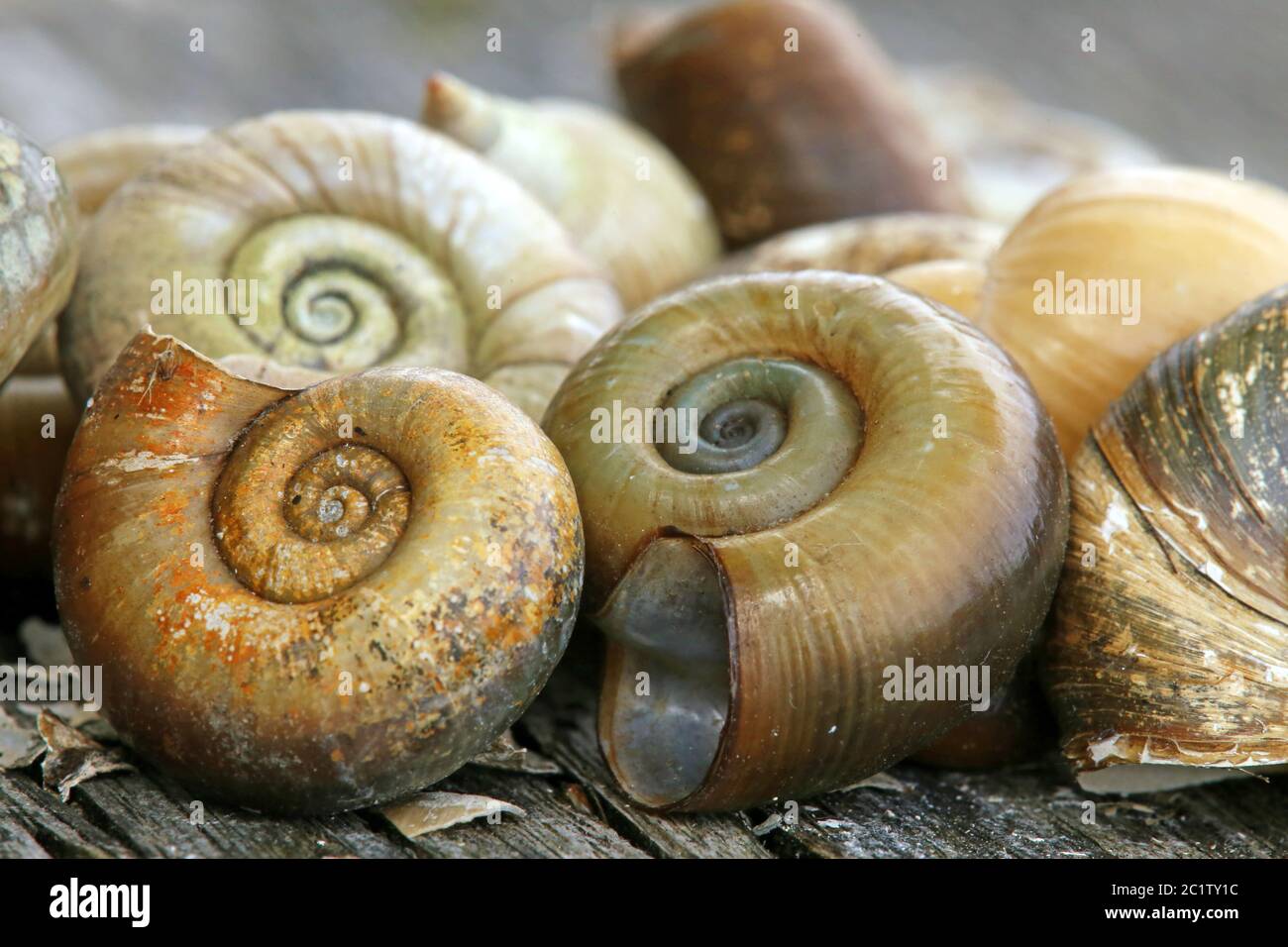 Pointed snail hi-res stock photography and images - Alamy