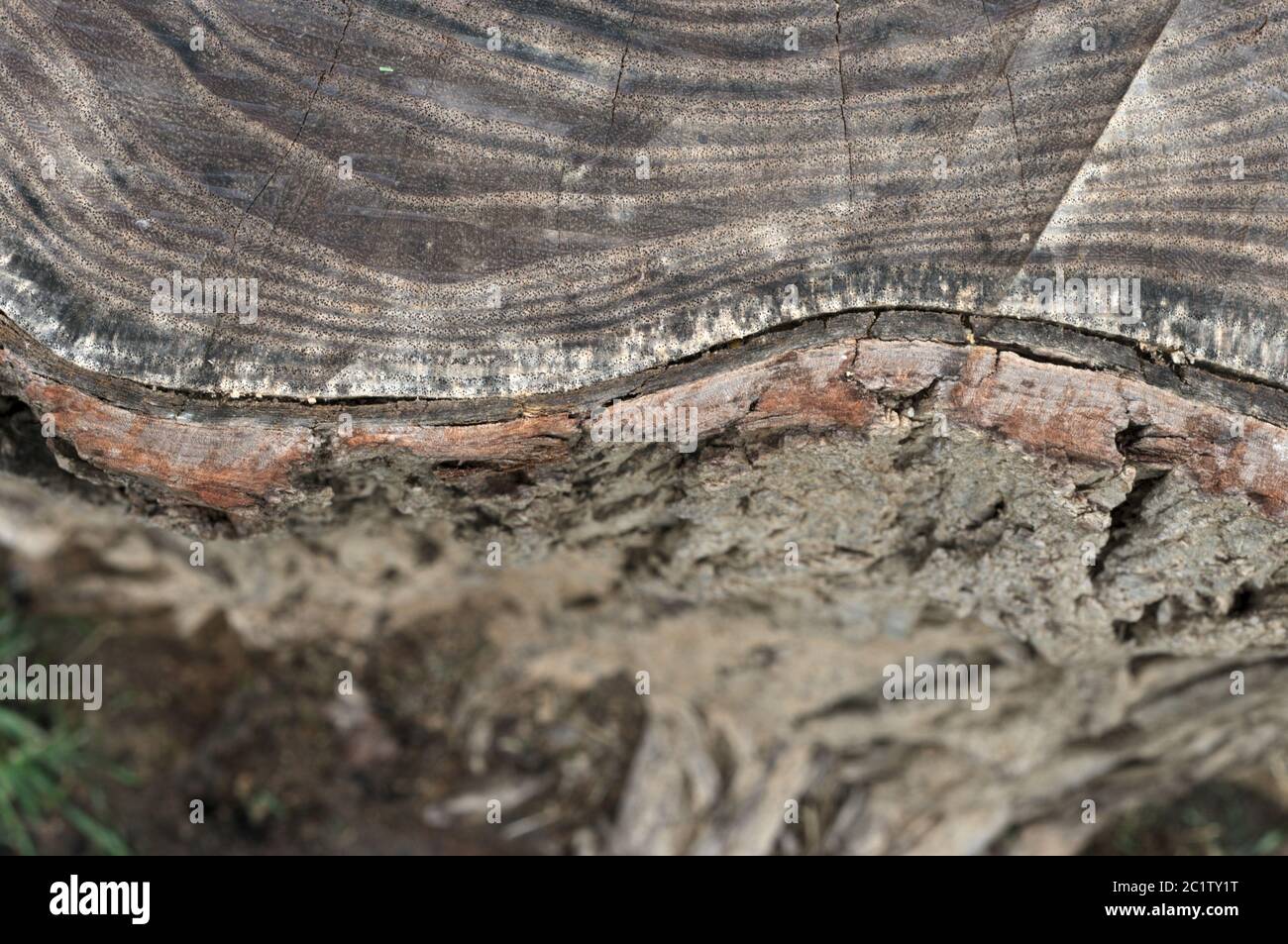 Cut tree trunk seen from above Stock Photo - Alamy
