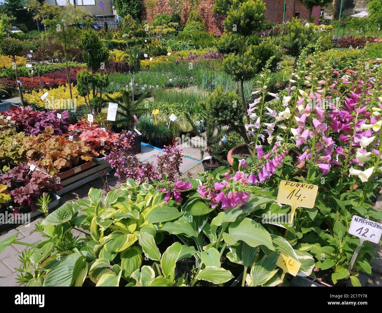 Garden plants nursery in Poland. Hosta, foxglove flowers and various ...