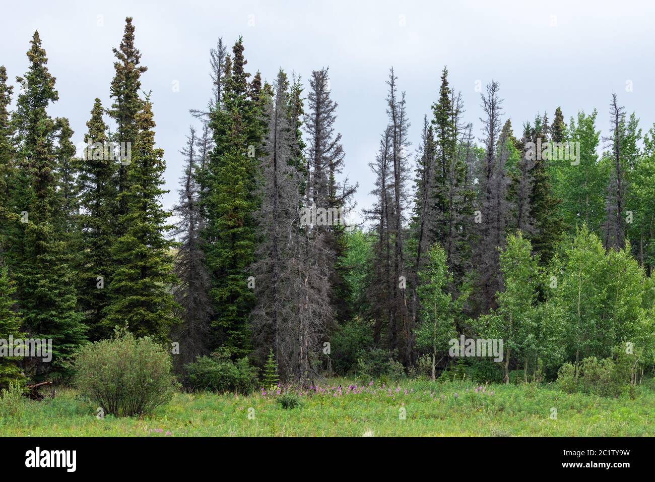 Spruce tree forest alaska hi-res stock photography and images - Alamy