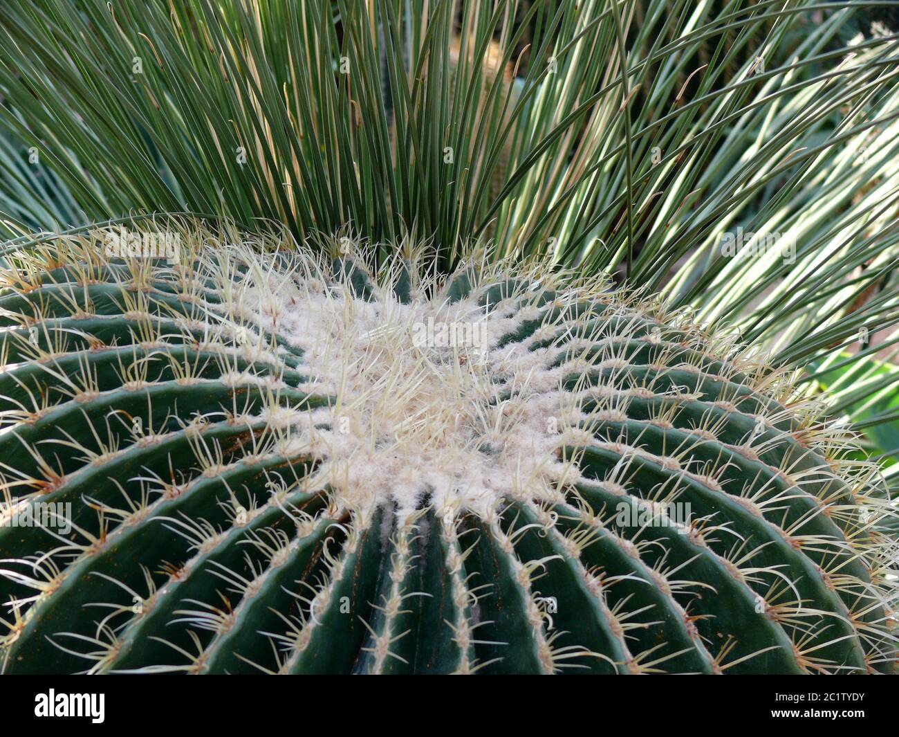 Green cactus hi-res stock photography and images - Alamy