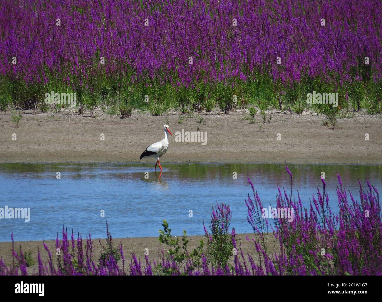 Spring colours hi-res stock photography and images - Alamy
