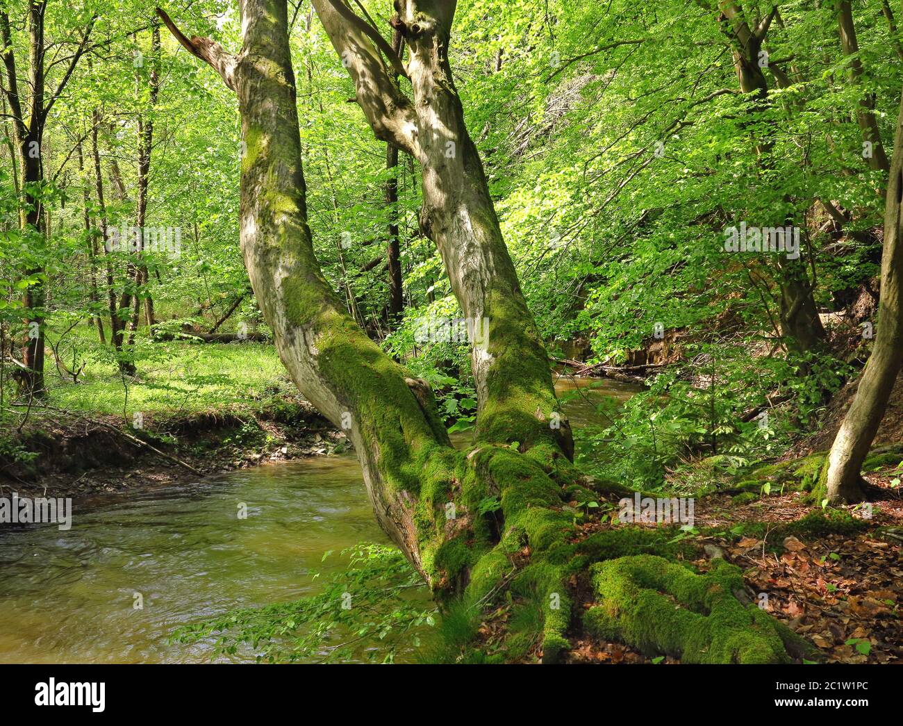 Forest brook with quirky tree in the foreground Stock Photo - Alamy
