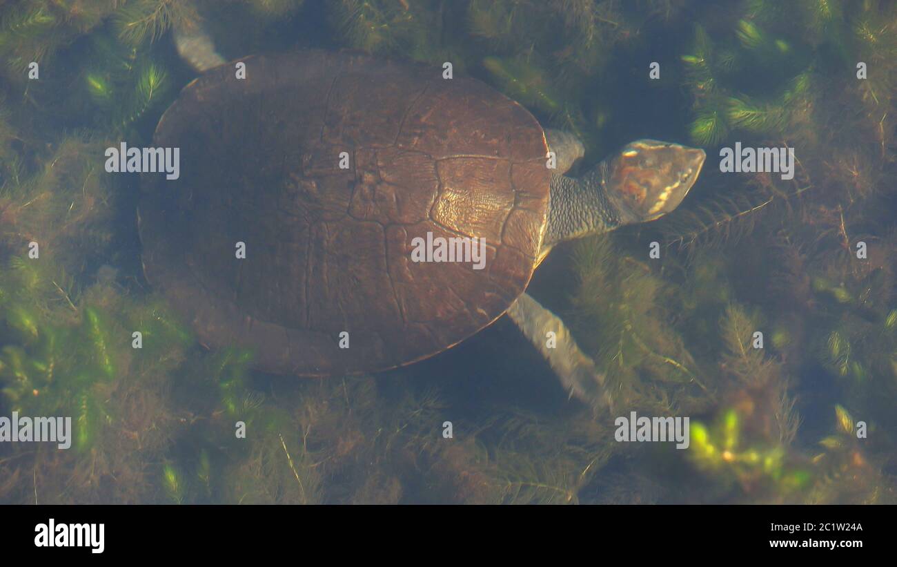 high angle view of a northern yellow-faced turtle swimming among ...