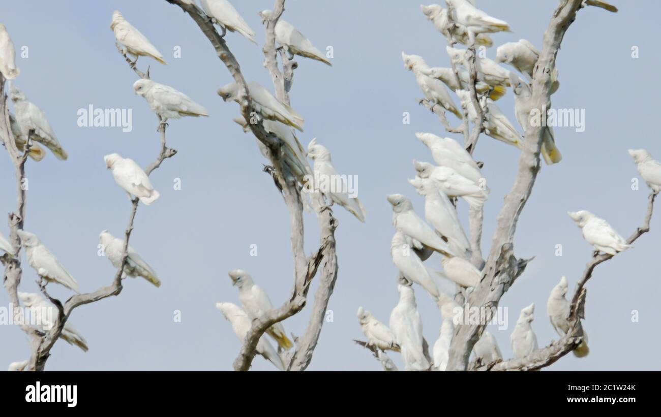 noisy flock of corellas in a tree takes flight Stock Photo - Alamy