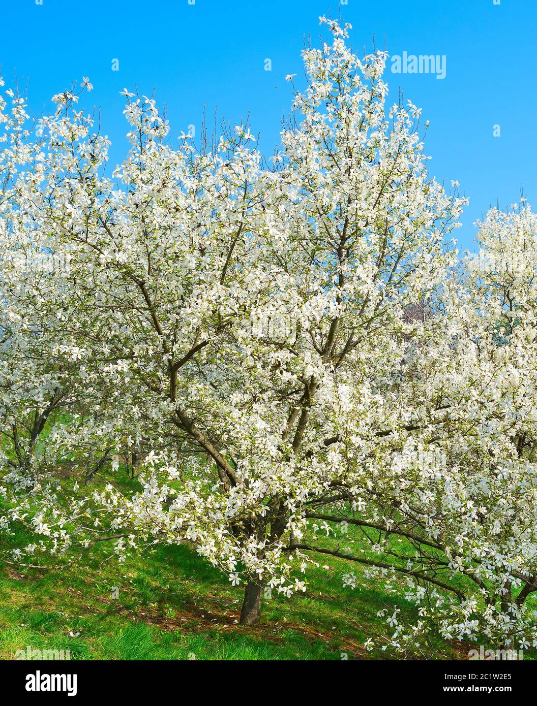 Blossom magnolia trees with flowers Stock Photo - Alamy