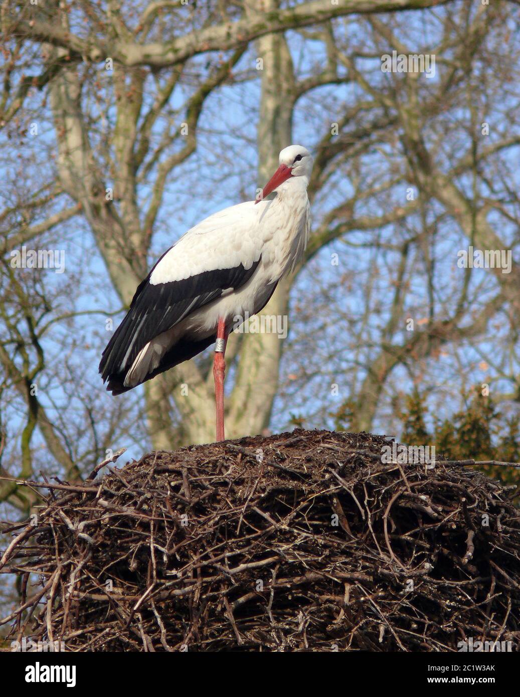 stork in strasbourg Stock Photo - Alamy