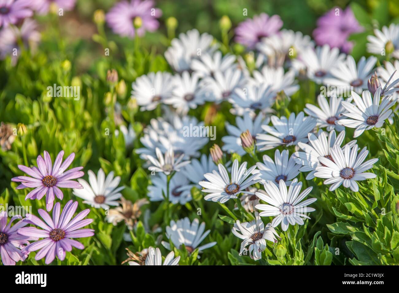 Flowers with white petals hi-res stock photography and images - Alamy