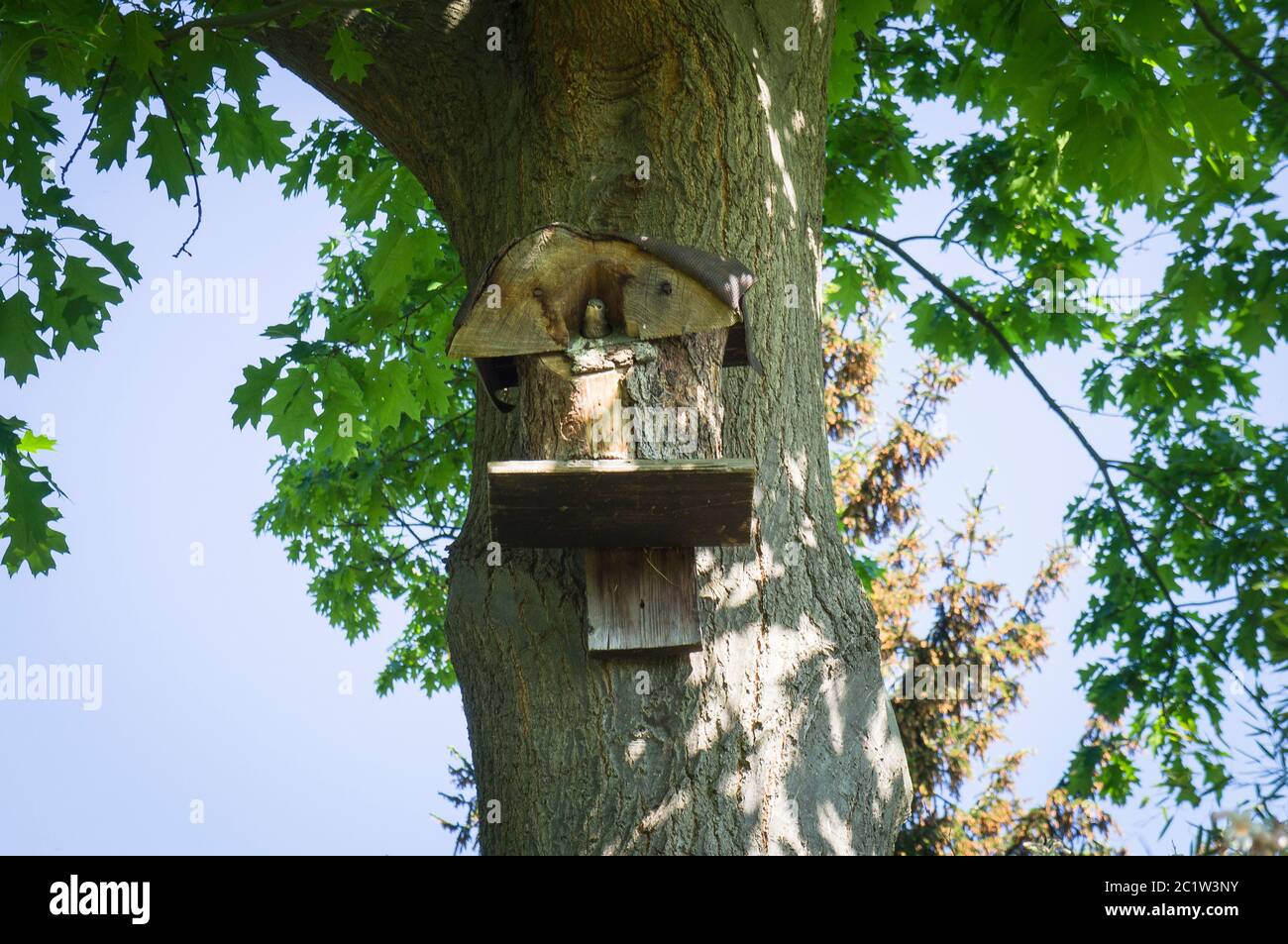 Peeps in nest hi-res stock photography and images - Alamy