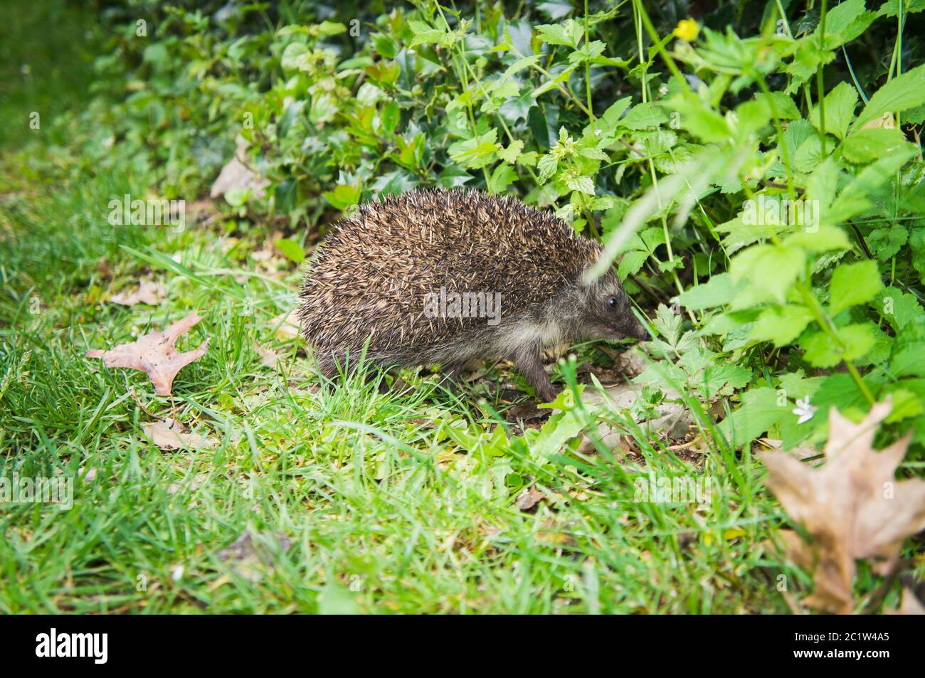 Hedgehog nest hi-res stock photography and images - Alamy
