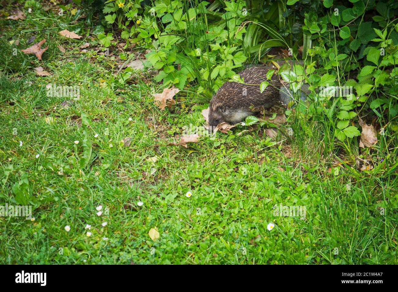 Hedgehog nest hi-res stock photography and images - Alamy