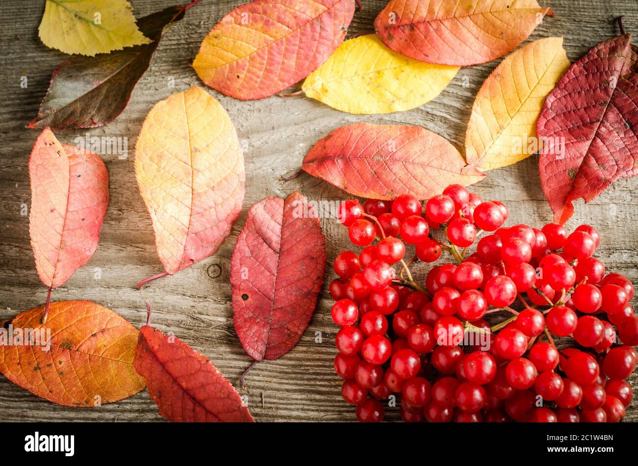 Rowan branch berries leaves hi-res stock photography and images - Alamy