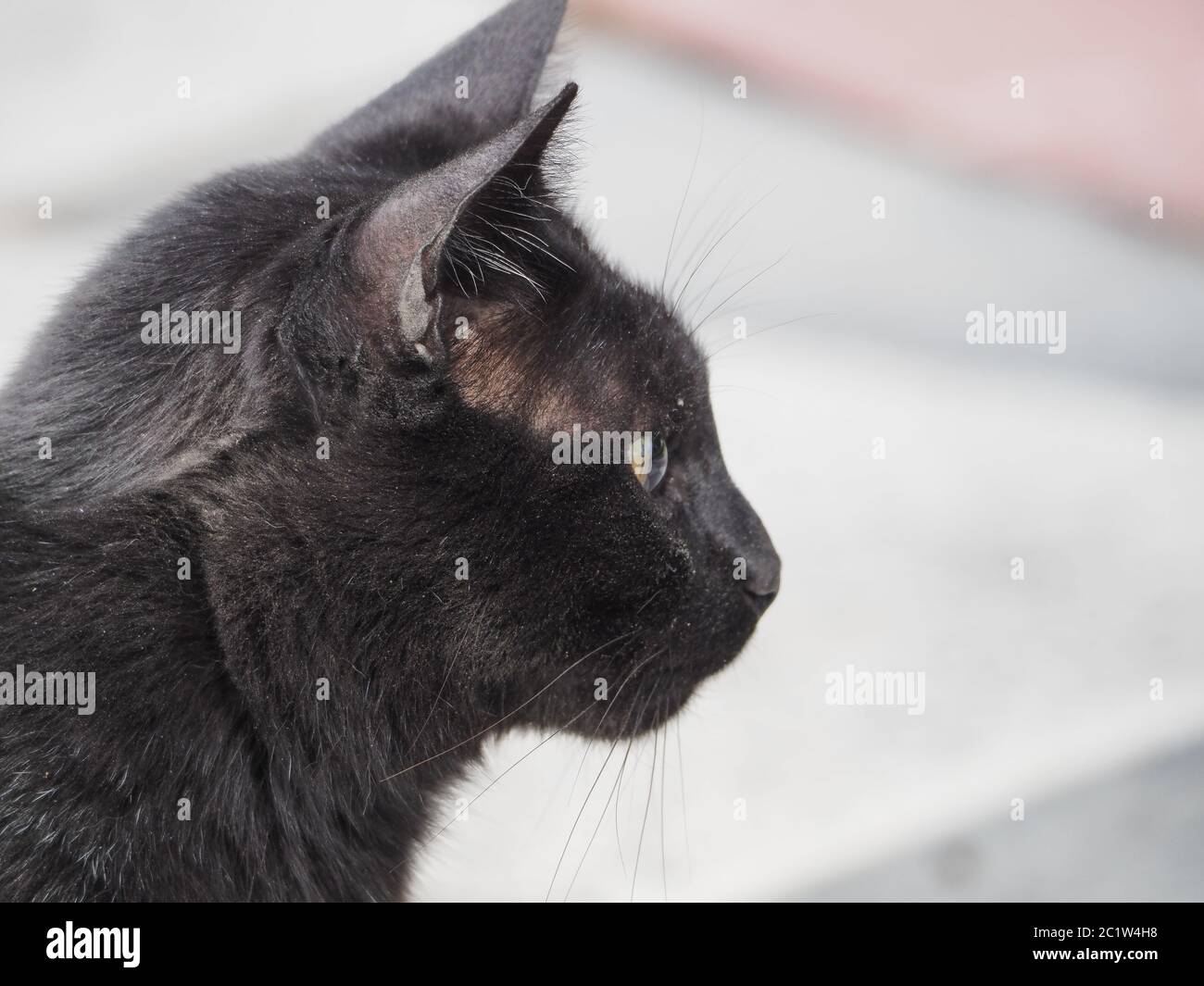 cats living in freedom in the parks of Madrid Stock Photo - Alamy