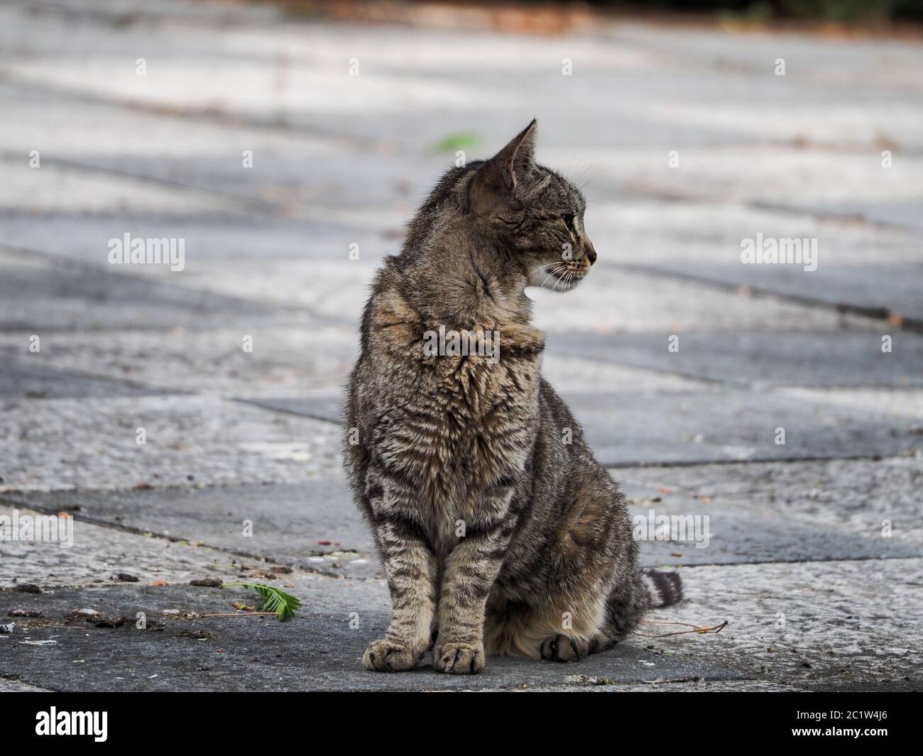cats living in freedom in the parks of Madrid Stock Photo - Alamy
