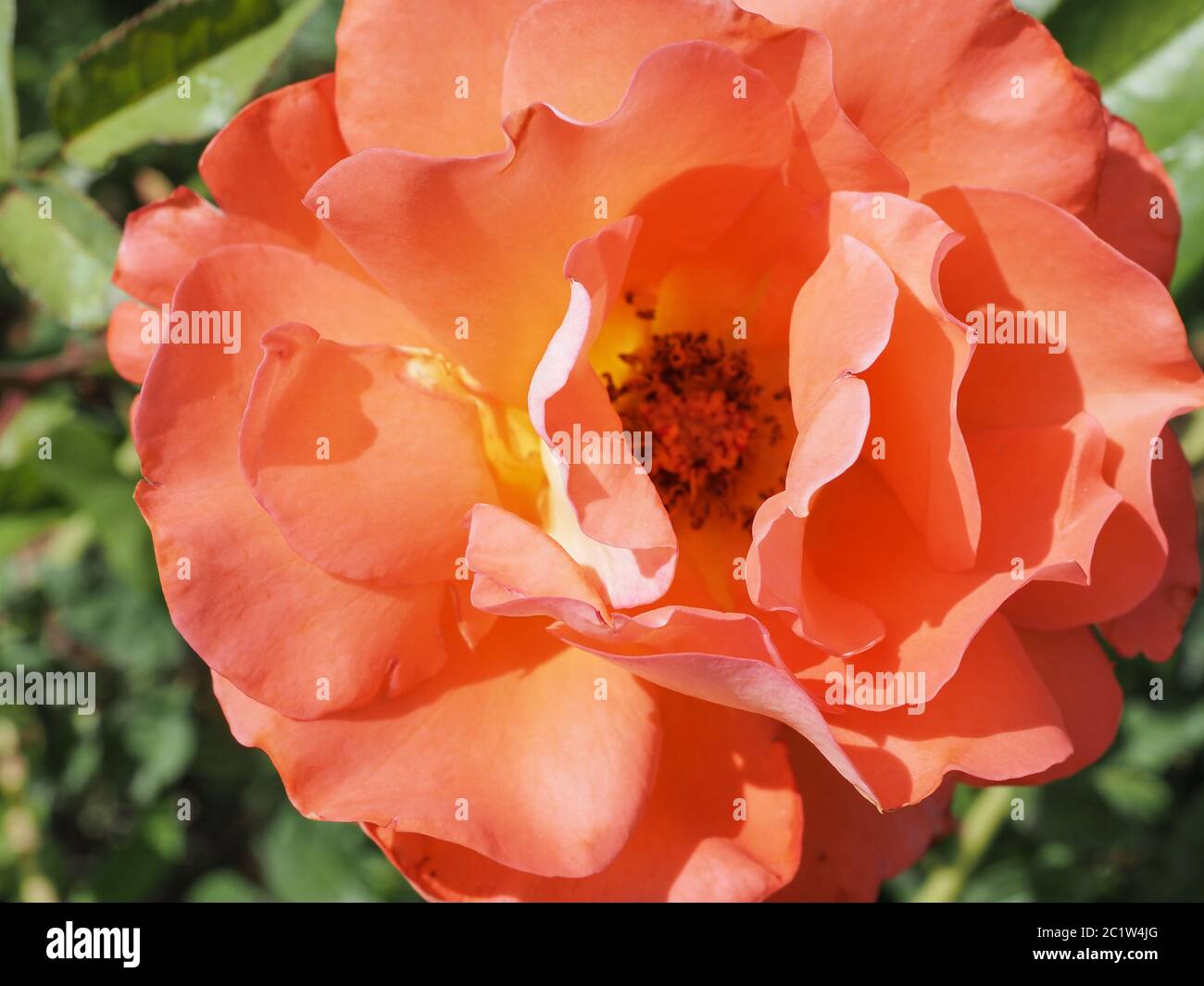 Botany shrub roses orange hi-res stock photography and images - Alamy