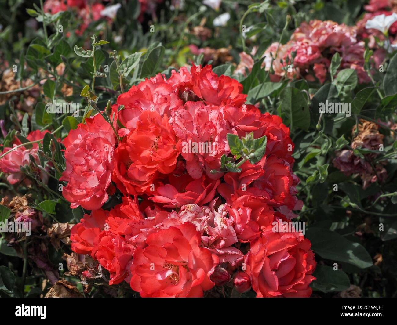 Botany spring hi-res stock photography and images - Alamy