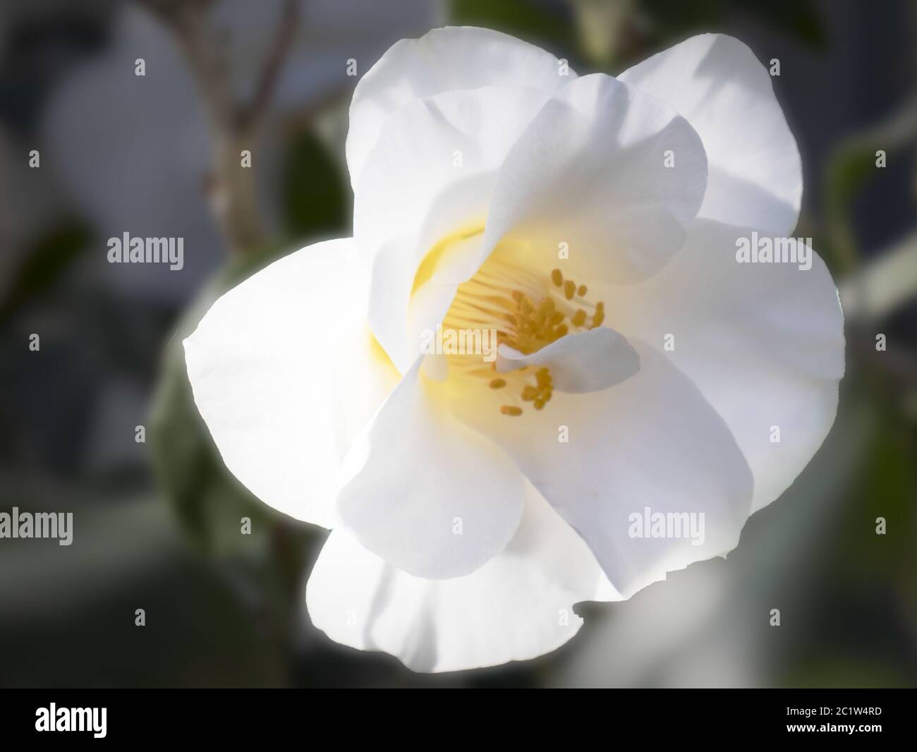 Simple rose hi-res stock photography and images - Alamy