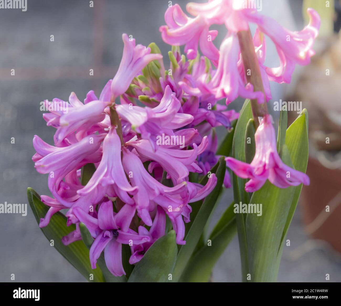 Hyacinths (Hyacinthus), pink flowers Stock Photo - Alamy