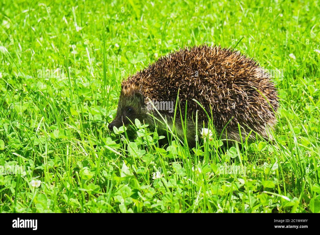 Female Western European Hedgehog, Erinaceus europaeus, feeds herself in ...