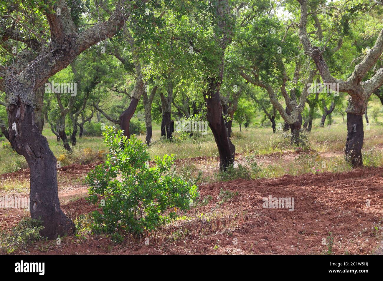 Cork tree plantation in Alentejo region, Portugal Stock Photo - Alamy