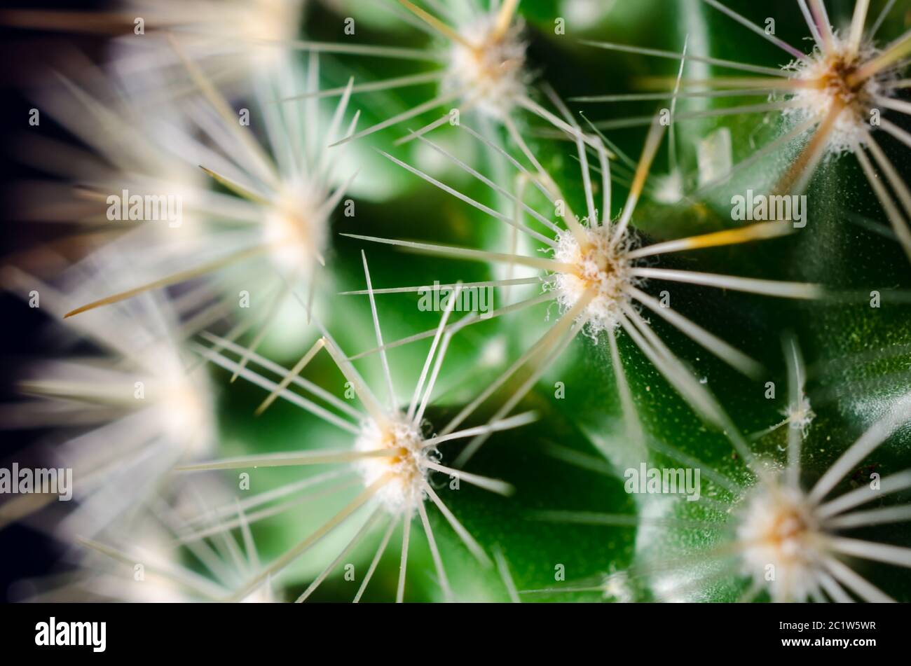Cactus, blue background Stock Photo - Alamy