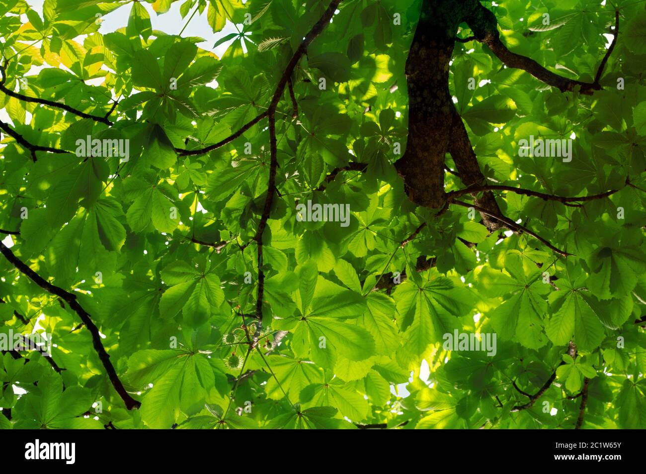 Tree through roof hi-res stock photography and images - Alamy