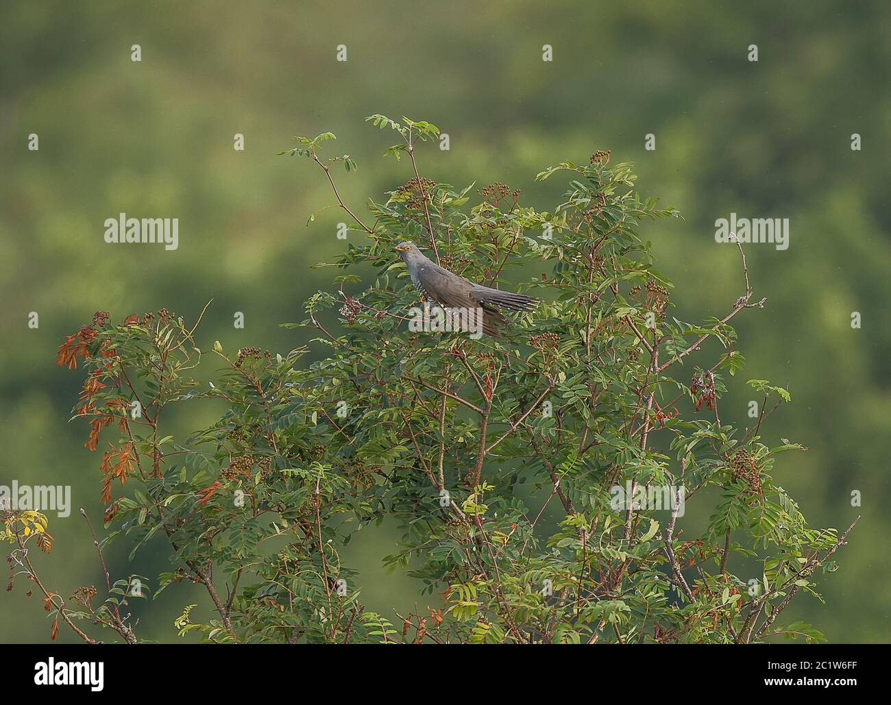 Cuckoo peeping hi-res stock photography and images - Alamy